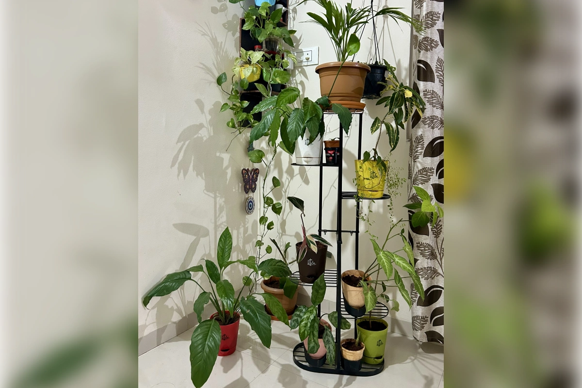 Grow Indoor Plants from Cuttings – Step-by-Step Propagation Guide
